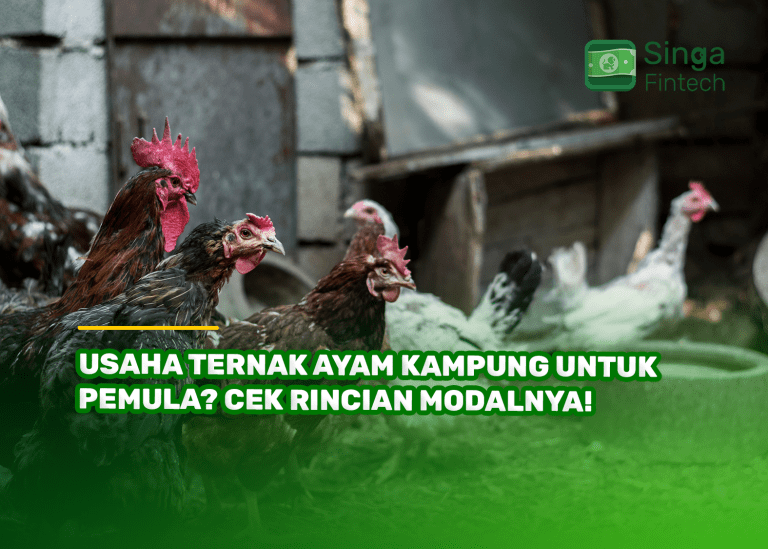 Usaha Ternak Ayam Kampung untuk Pemula? Cek Rincian Modalnya! - Singa